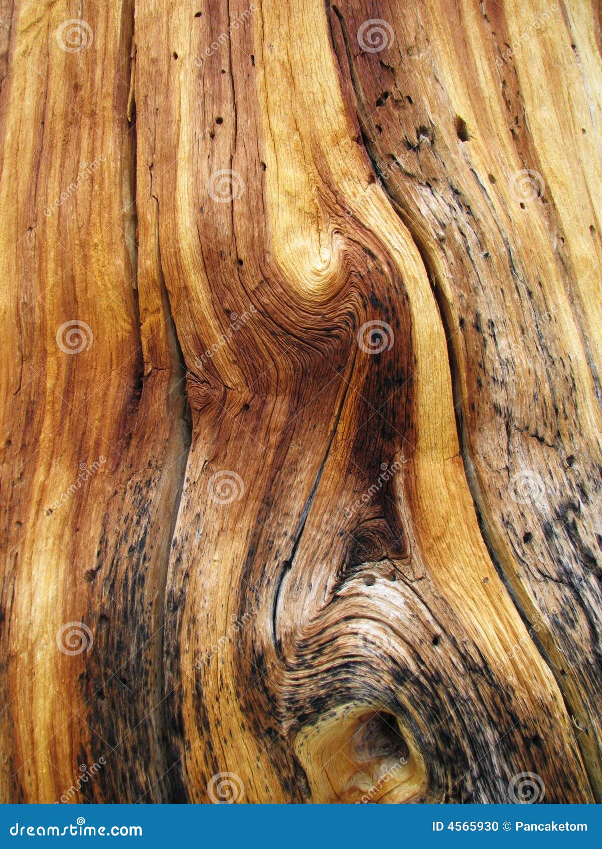 Twisted Wood. Texture Wood. Royalty-Free Stock Photography ...