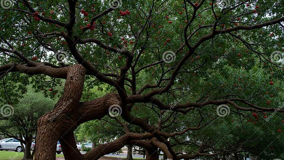 Twisted Yew Tree with Red Berries on Gnarled Trunk Stock Illustration ...