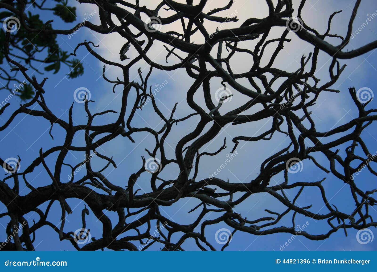 Twisting branches stock photo. Image of nature, viewed - 44821396