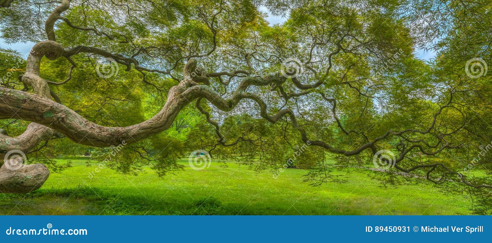Twisting Branches of a Japanese Maple Tree Stock Image - Image of ...