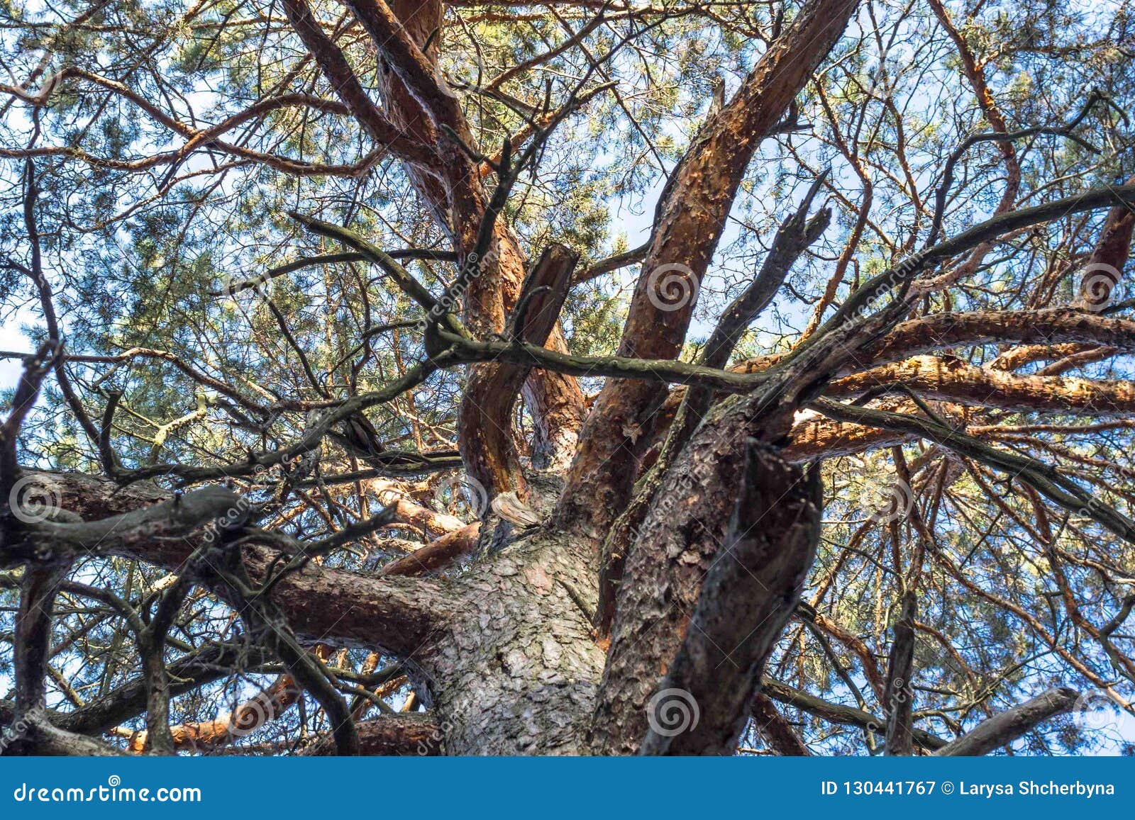 The Twisting Branches of a Large Tree Stock Image - Image of branch ...