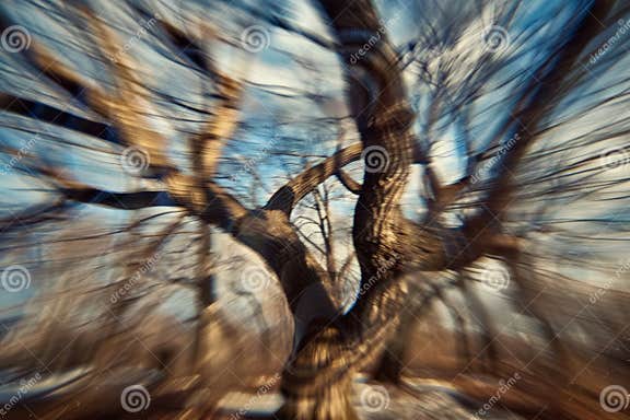 Twisting Branches of an Old Tree in Motion Under a Bright Sky Stock ...
