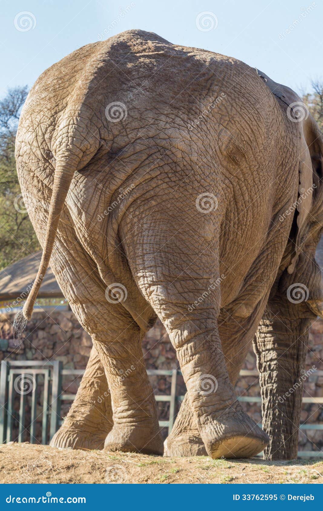 Twisting Elephant stock image. Image of herbivore, huge - 33762595