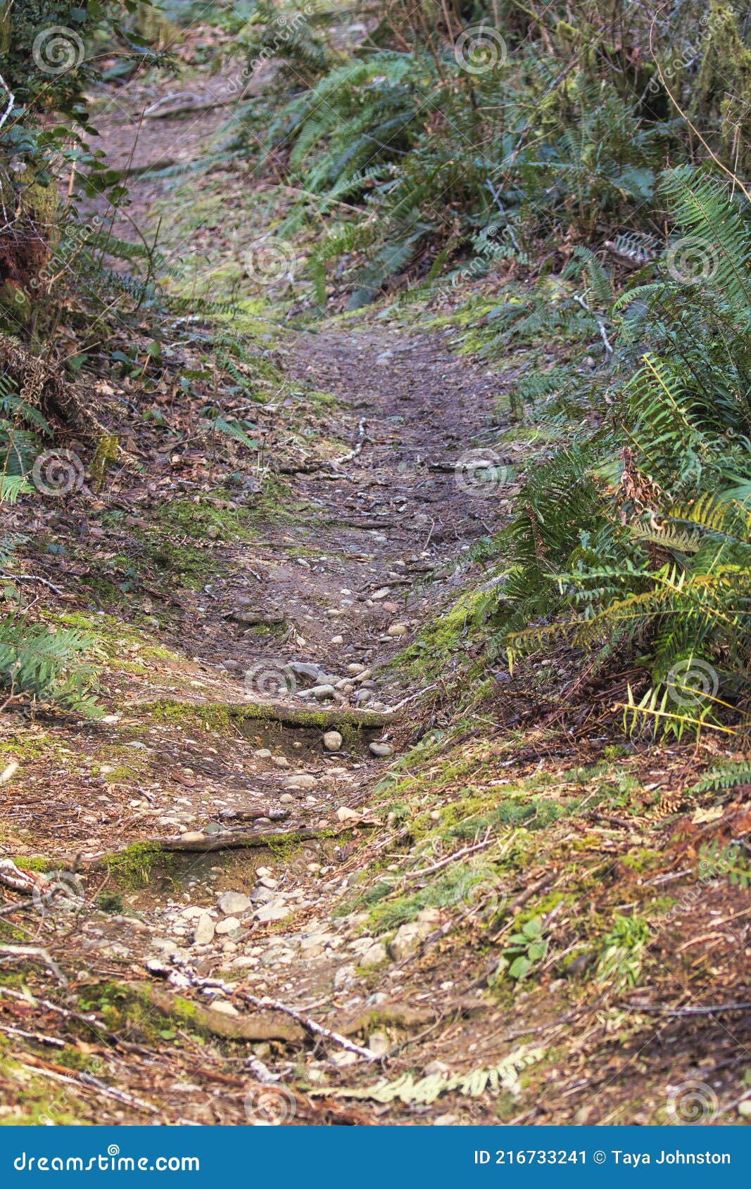 Twisting Fall Path in the Forest in Fall Stock Image - Image of ...