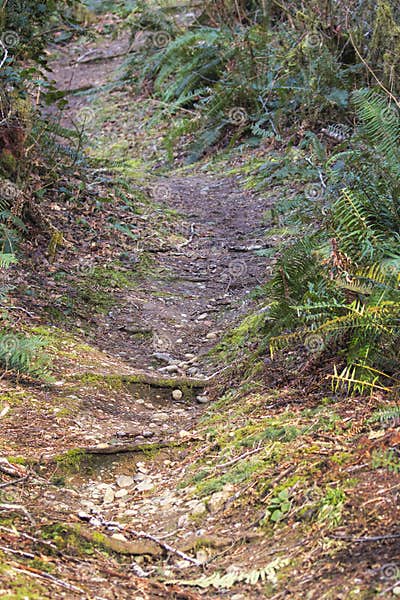 Twisting Fall Path in the Forest in Fall Stock Image - Image of ...