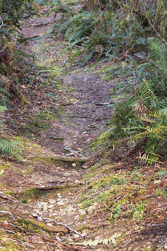Twisting Fall Path in the Forest in Fall Stock Image - Image of ...