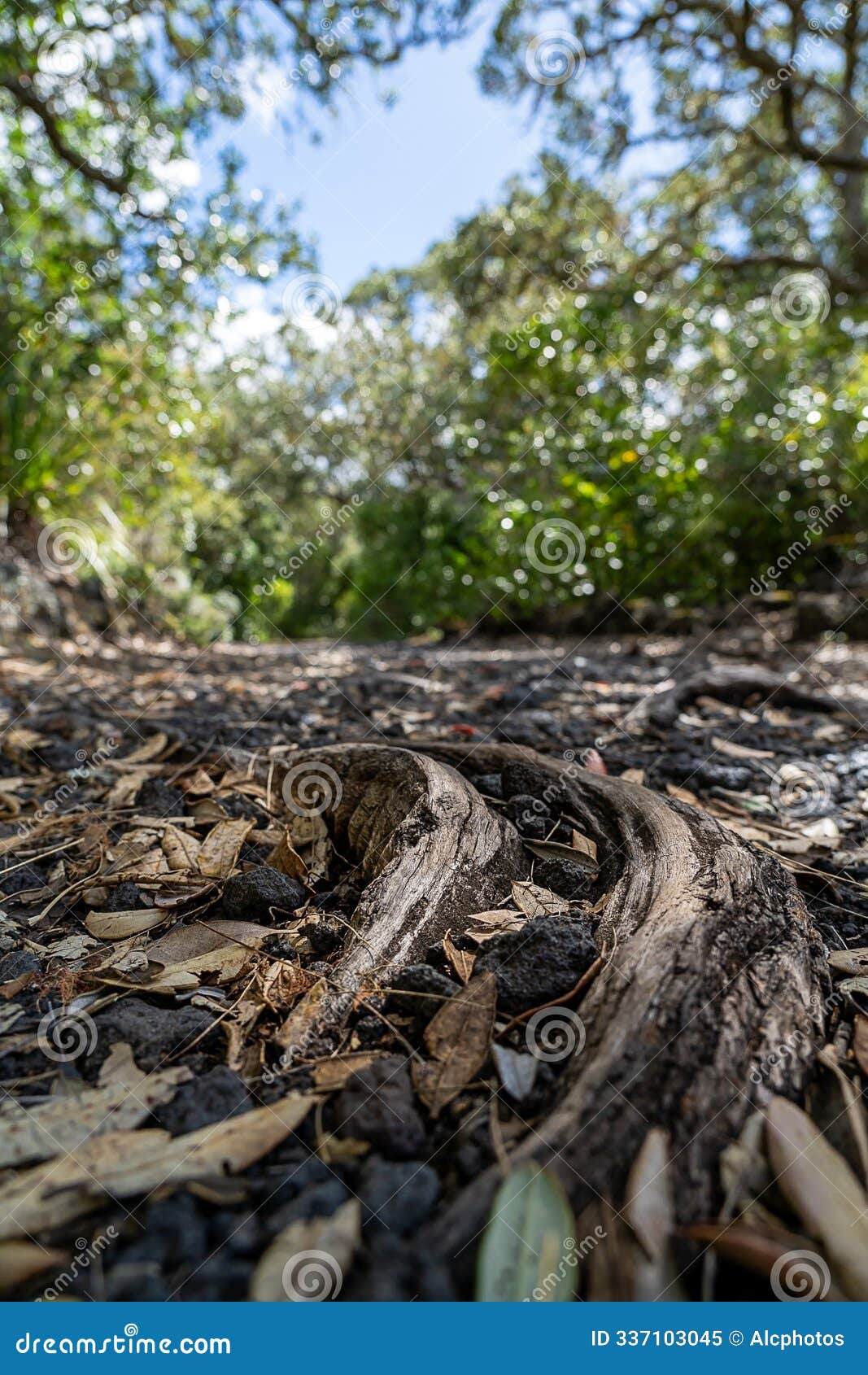 Roots Path Near Nera River Royalty-Free Stock Photography ...