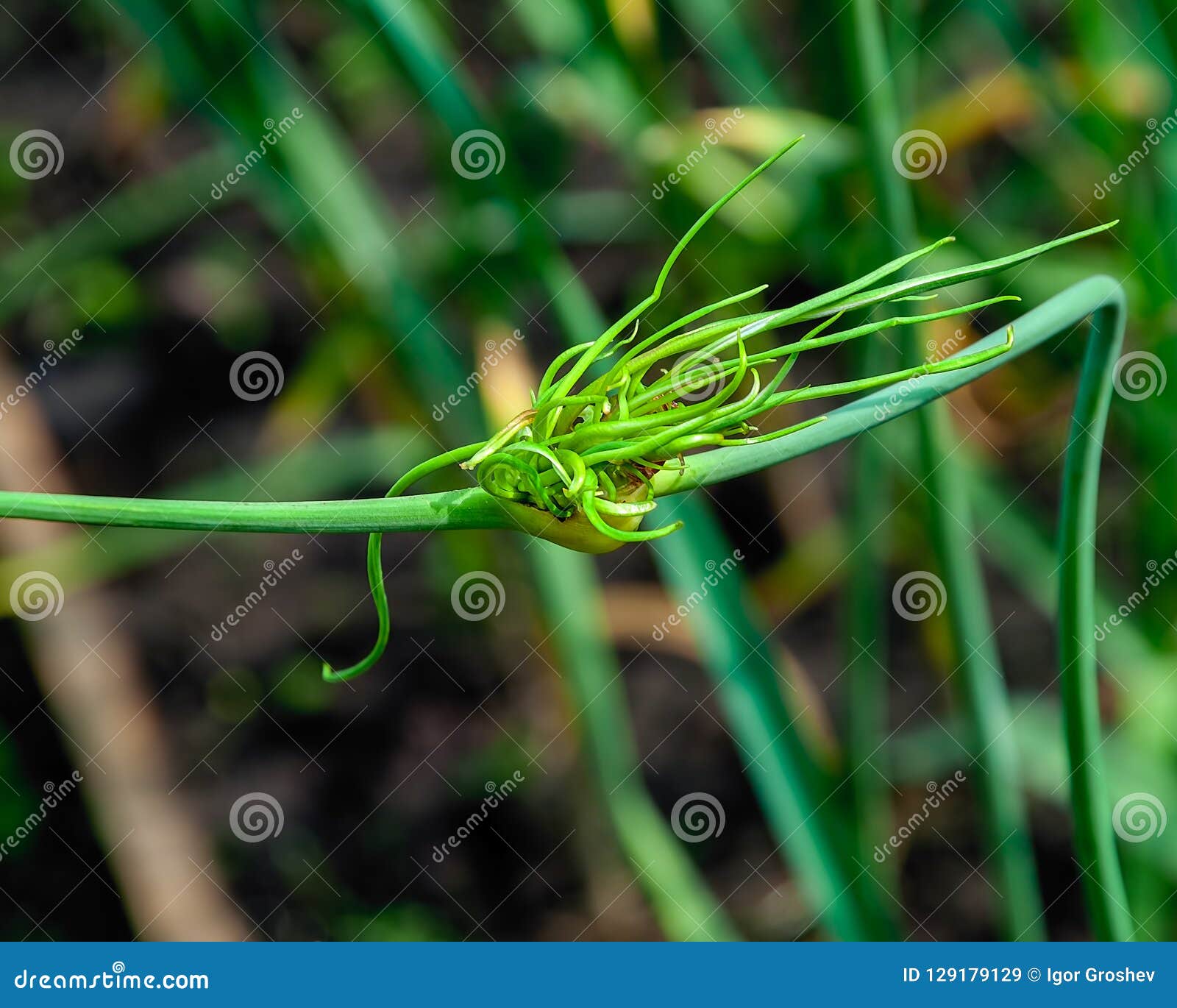 Twisting onion stems. stock image. Image of agriculture - 129179129