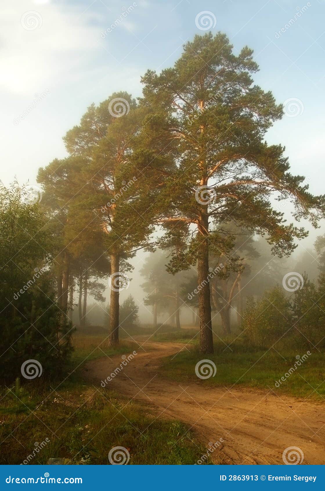 Twisting path in a fog stock image. Image of needles, morning - 2863913