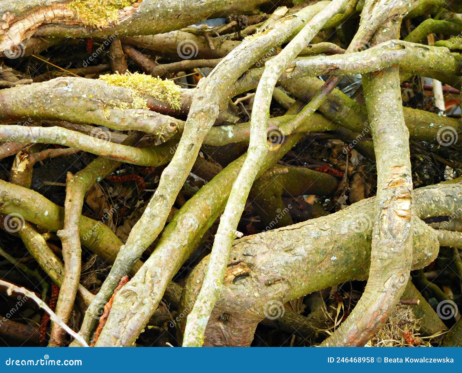 Tangled roots of the tree stock photo. Image of lake - 246468958