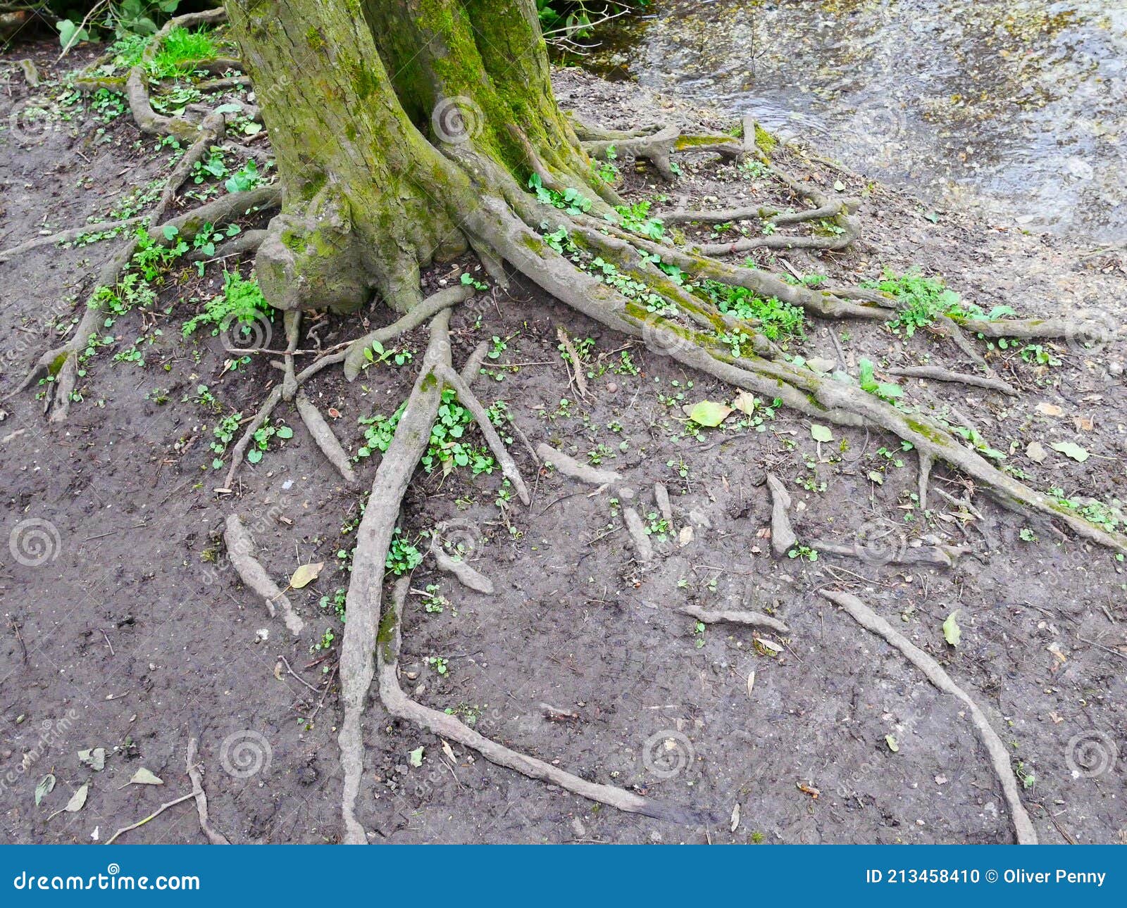 Twisting roots of a tree stock photo. Image of tree - 213458410