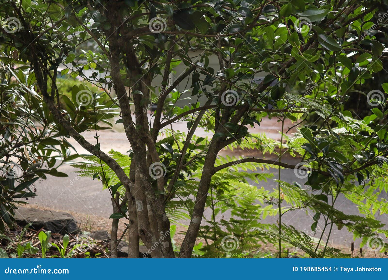 Twisting Stem of Overgrown Bush on Road Stock Photo - Image of idyllic ...