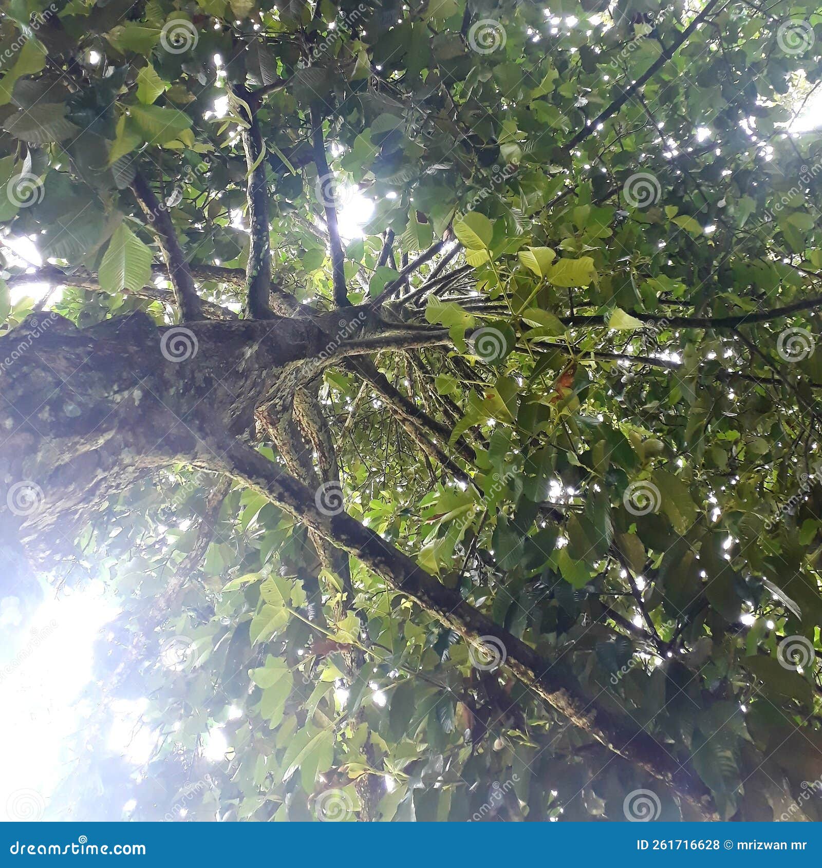 Twisting tree branches stock photo. Image of forest - 261716628