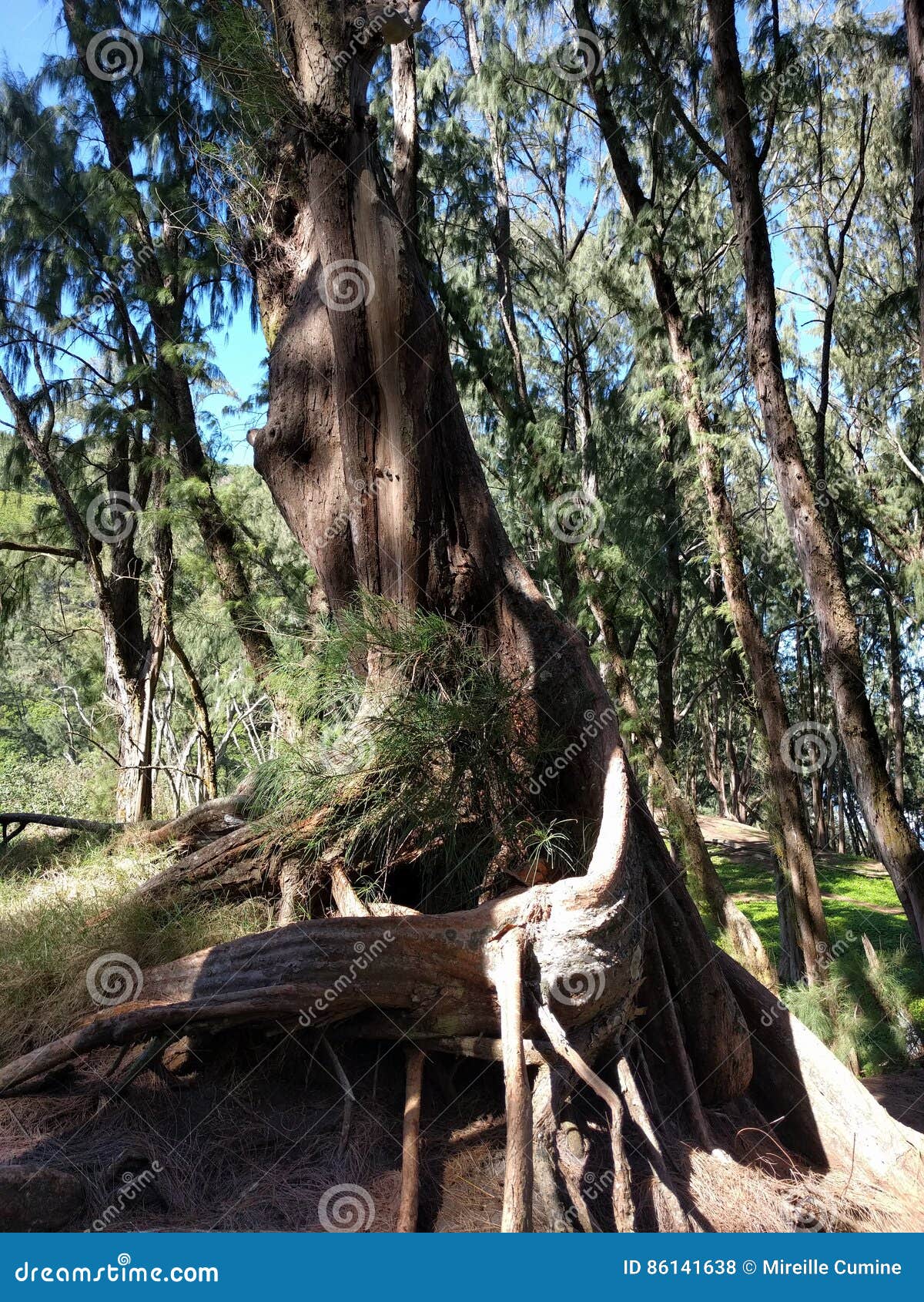 Twisting tree stock photo. Image of forest, roots, twisting - 86141638