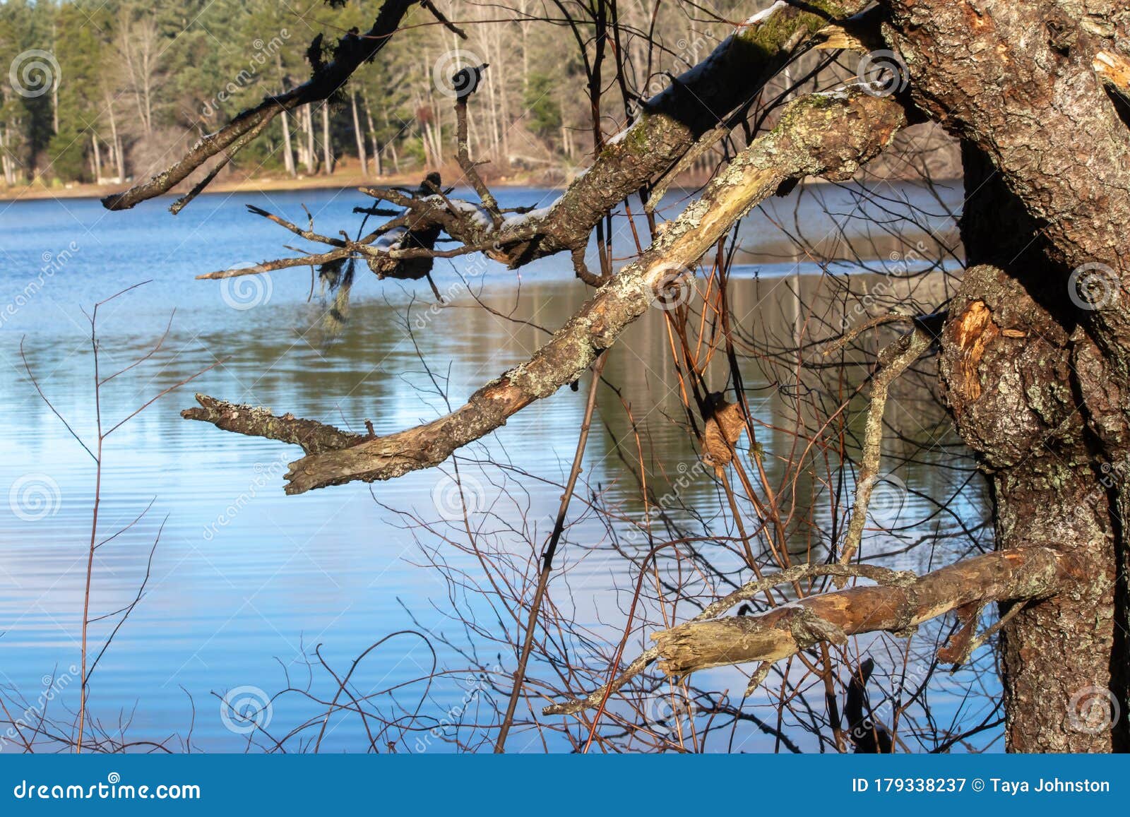 Bendy Tree on Lake Edge with Rough Bark Stock Image - Image of forest ...