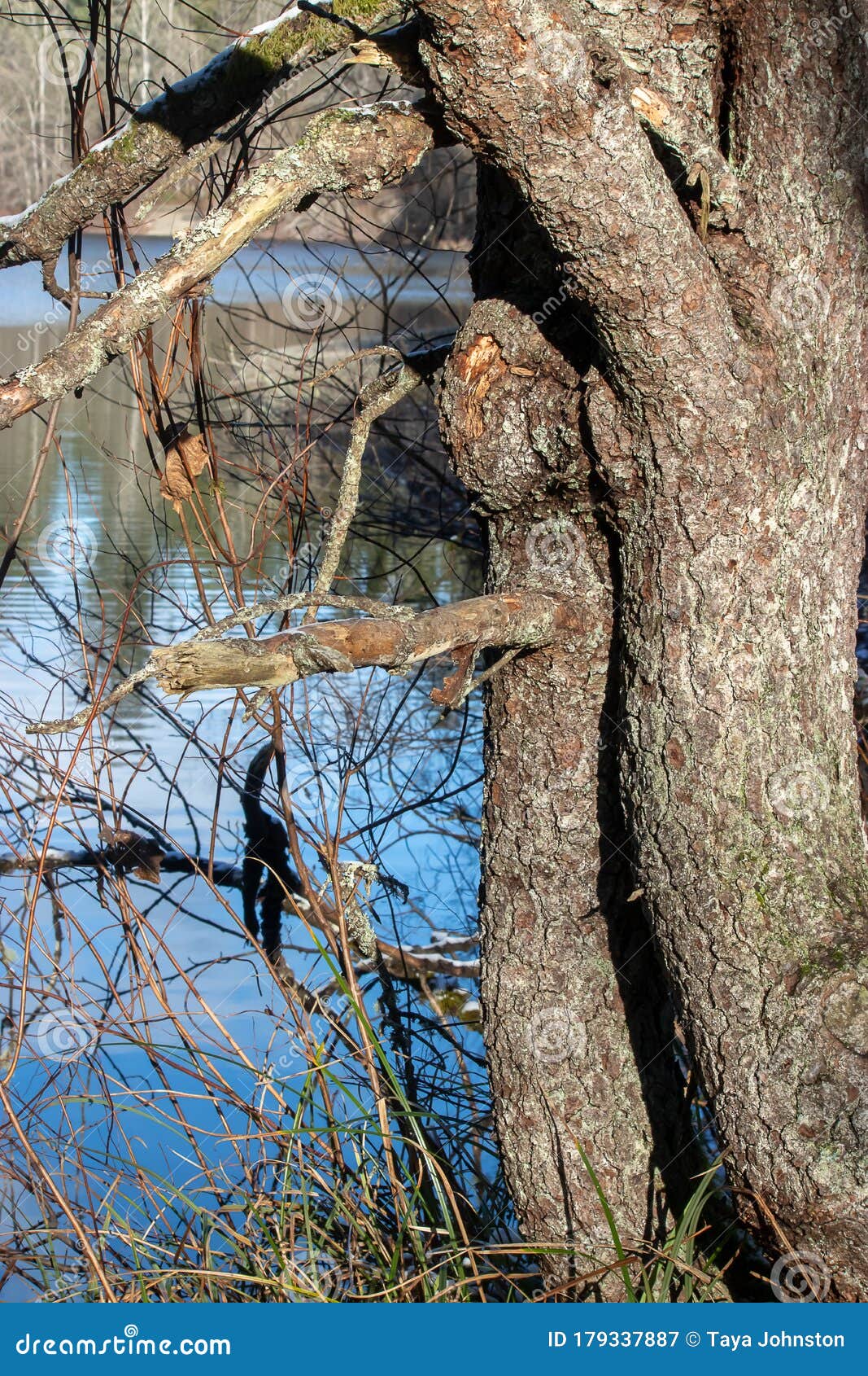 Rough Textured Bark of a Bendy Tree Over Water Stock Image - Image of ...