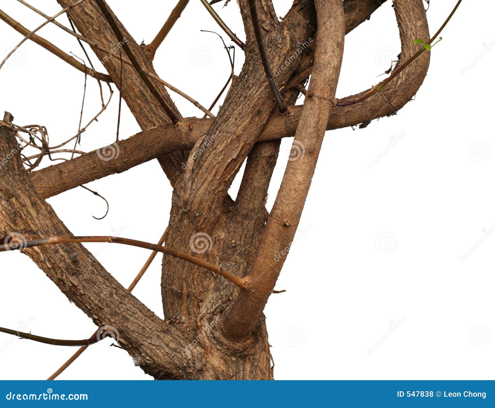 Twisty branch stock photo. Image of stem, wood, stump, plant - 547838