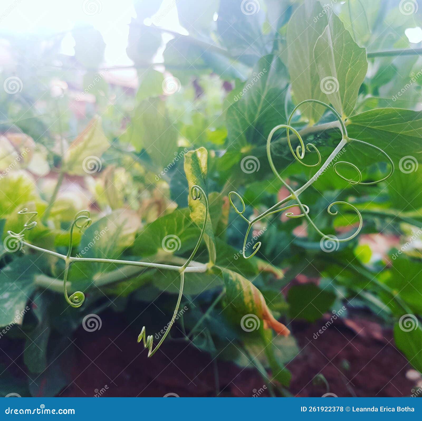 Twisty pea vines stock photo. Image of twisty, fast - 261922378