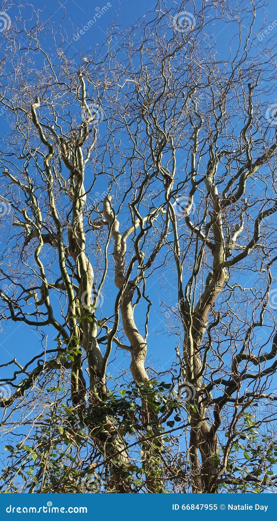 The twisty tree stock image. Image of curly, branches - 66847955