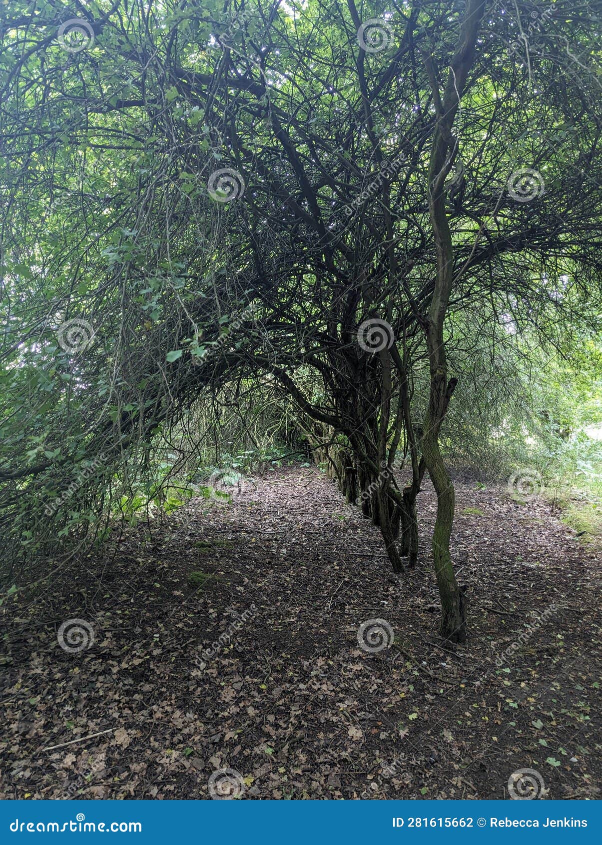 A twisty tree in summer stock photo. Image of tree, twisty - 281615662