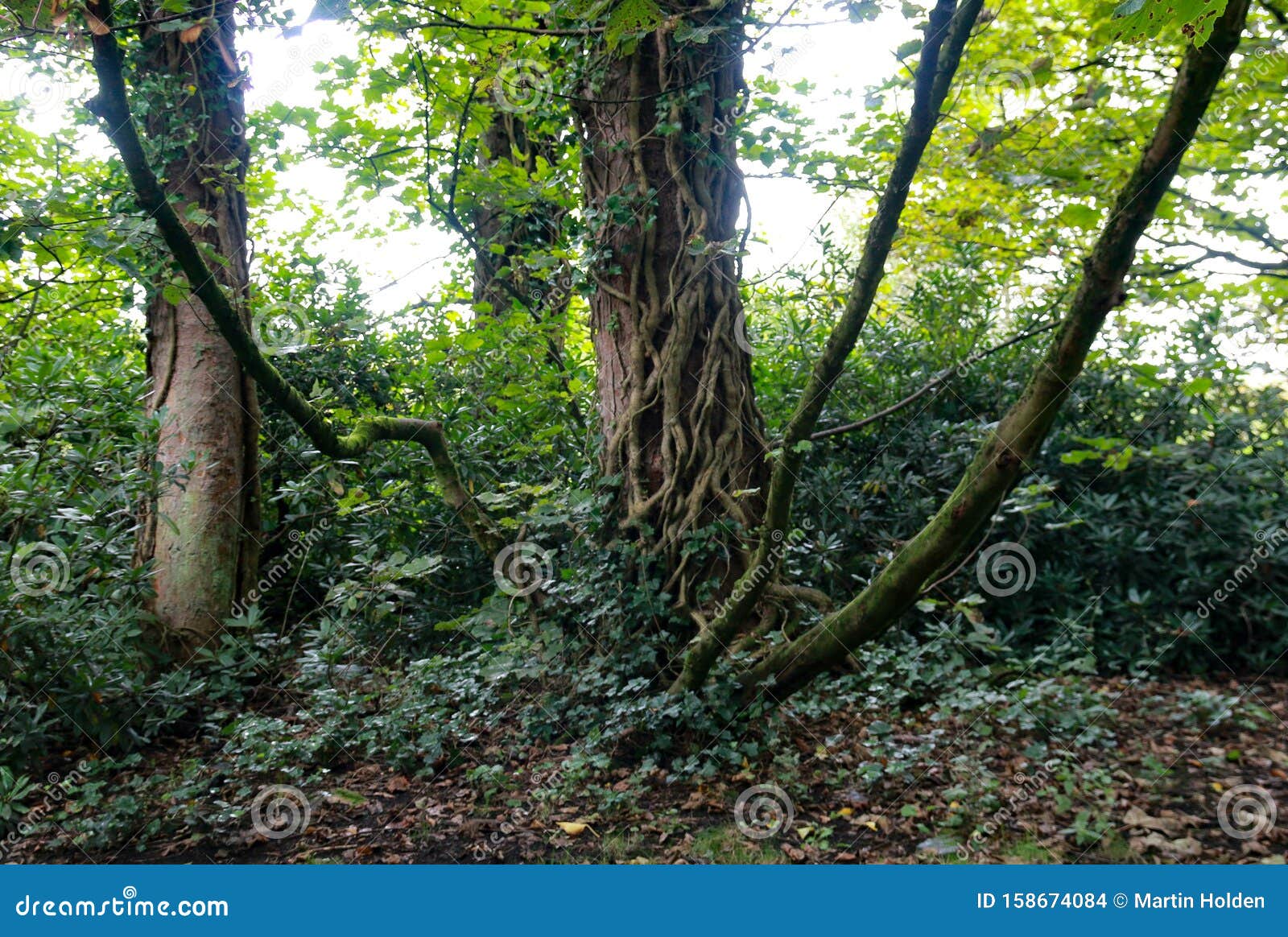 Twisty tree trunk stock photo. Image of leaf, woodland - 158674084