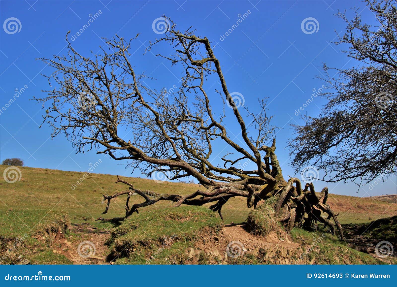 Twisty tree stock image. Image of moor, twisted, moorland - 92614693