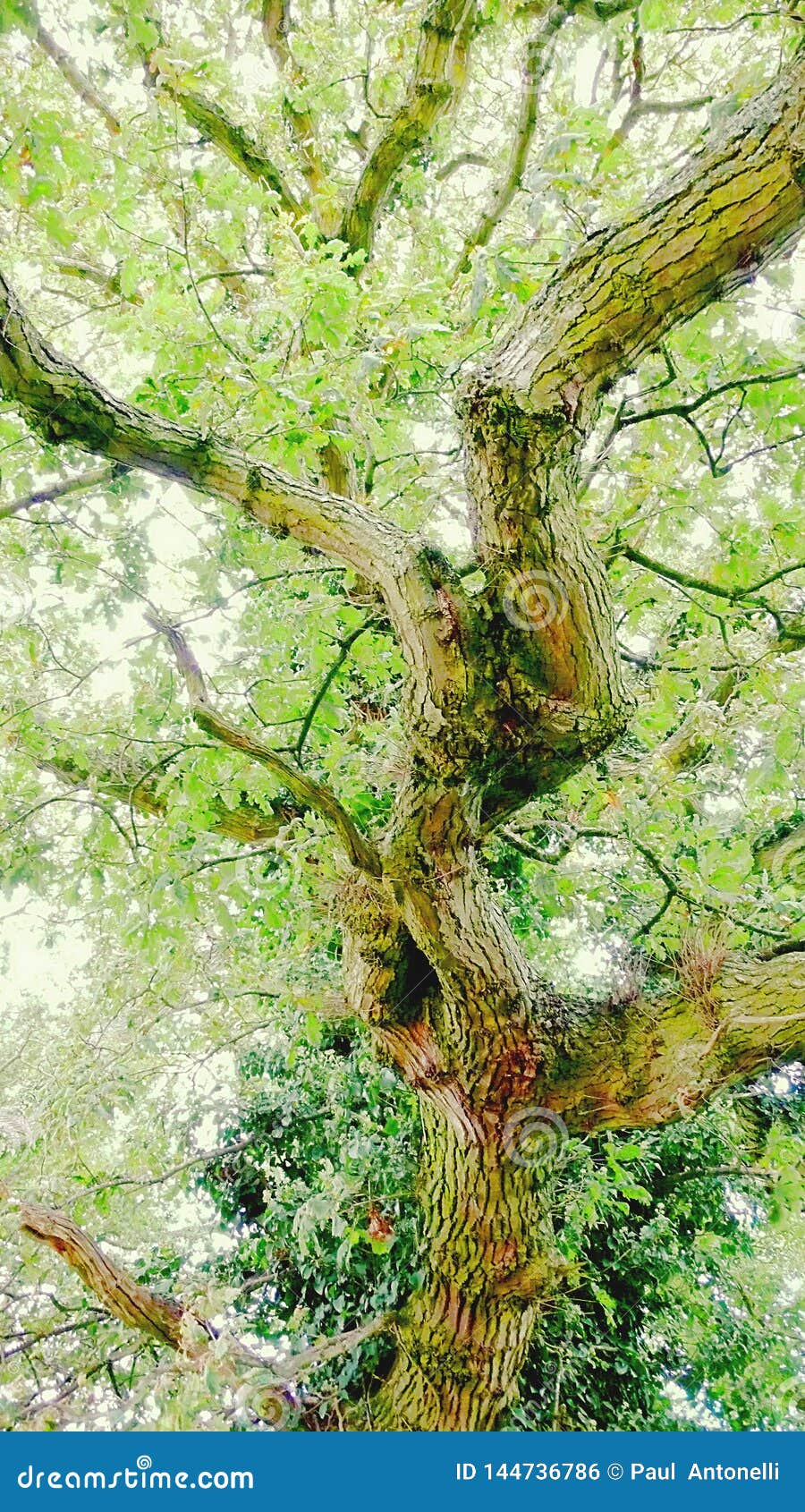 A very twisty trunk stock photo. Image of branches, fork - 144736786