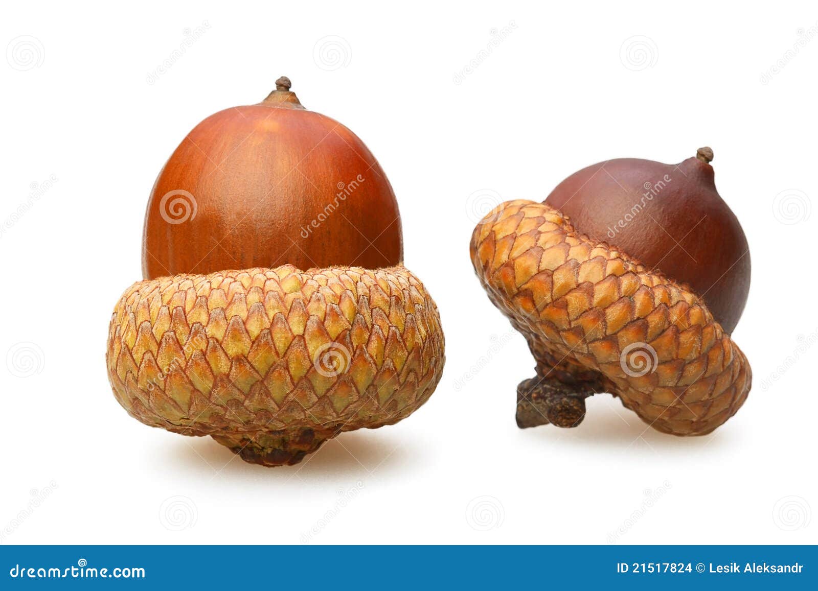 The Two Acorn Brown Closeup Stock Photo - Image of botany, closeup ...
