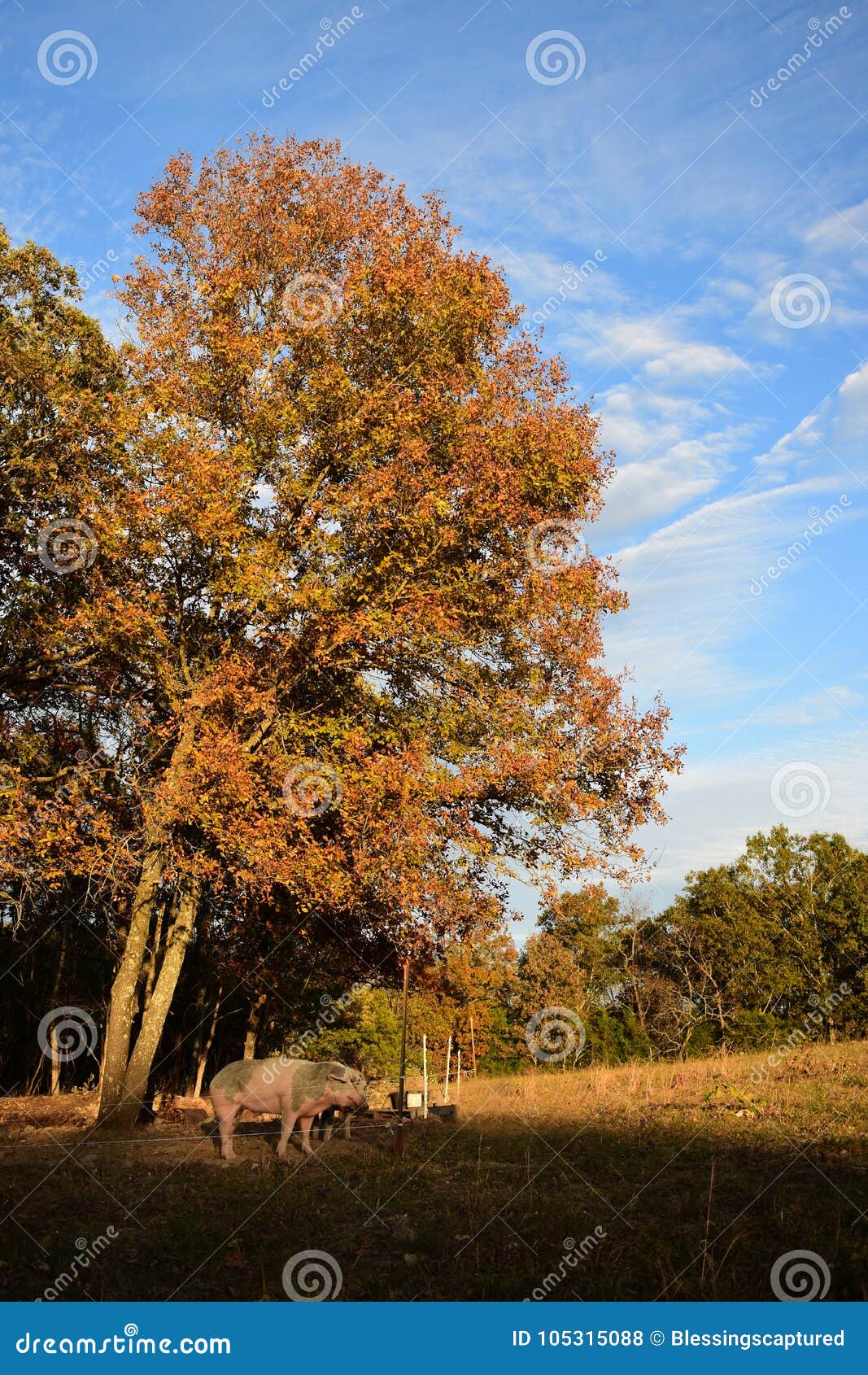 Two Acorn Raised Pigs in the Fall Stock Photo - Image of wispy, acorn ...