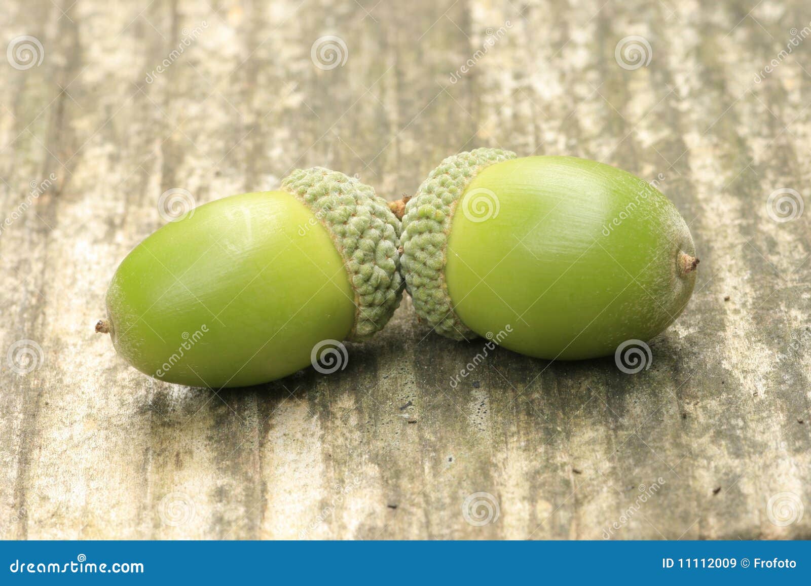 Two acorns stock image. Image of tree, pair, outer, flora - 11112009