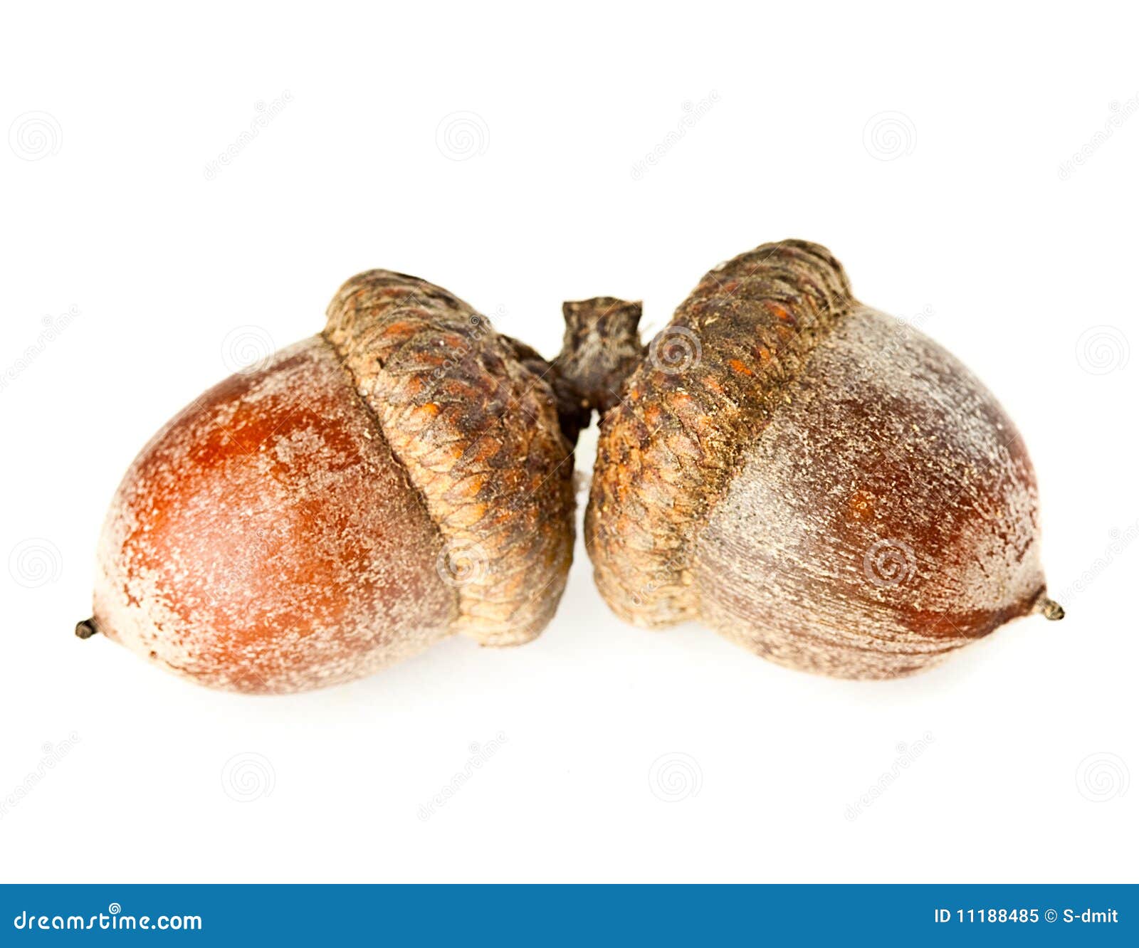 Two acorns stock image. Image of ripe, close, food, acorn - 11188485