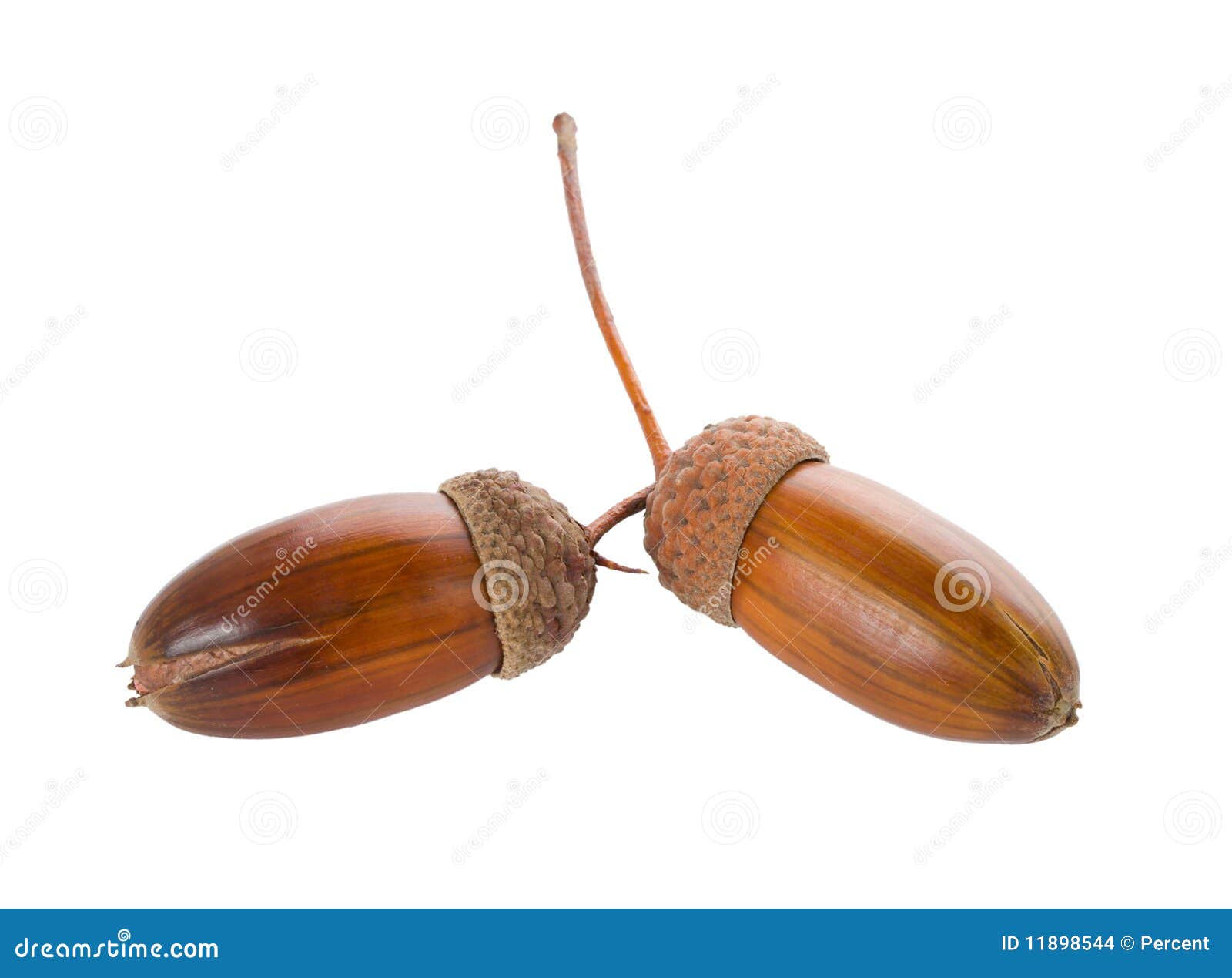 Two acorns stock photo. Image of twig, october, yellow - 11898544