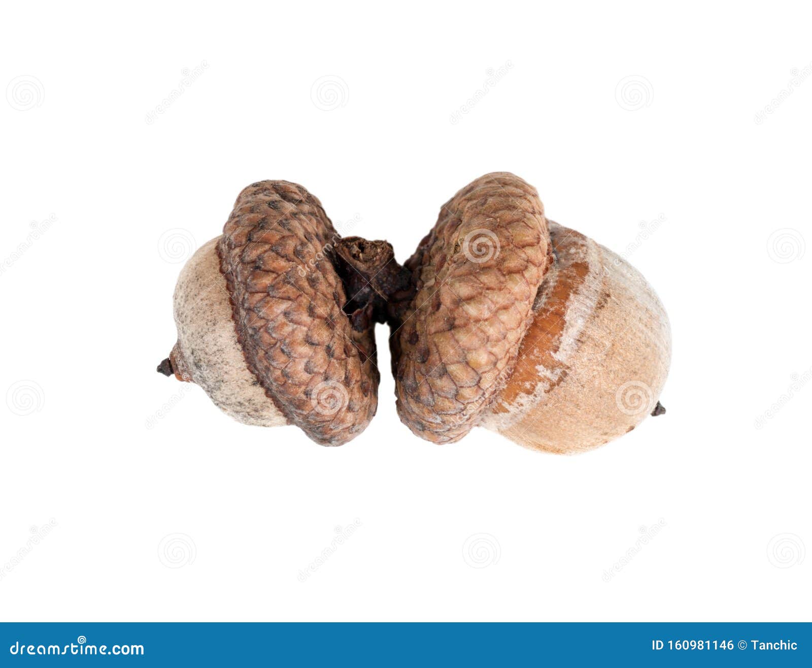 Two Acorns Close-up Isolated on a White Background Stock Photo - Image ...