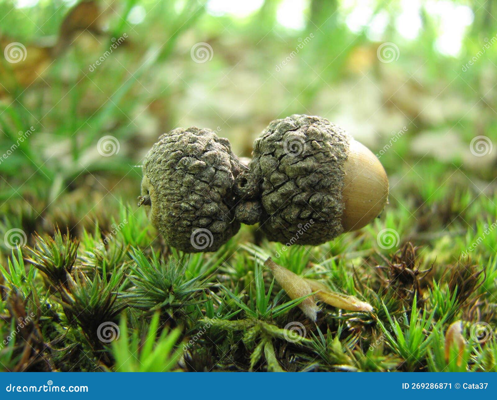 Two Acorns Fallen in the Grass Stock Image - Image of produce, fungus ...