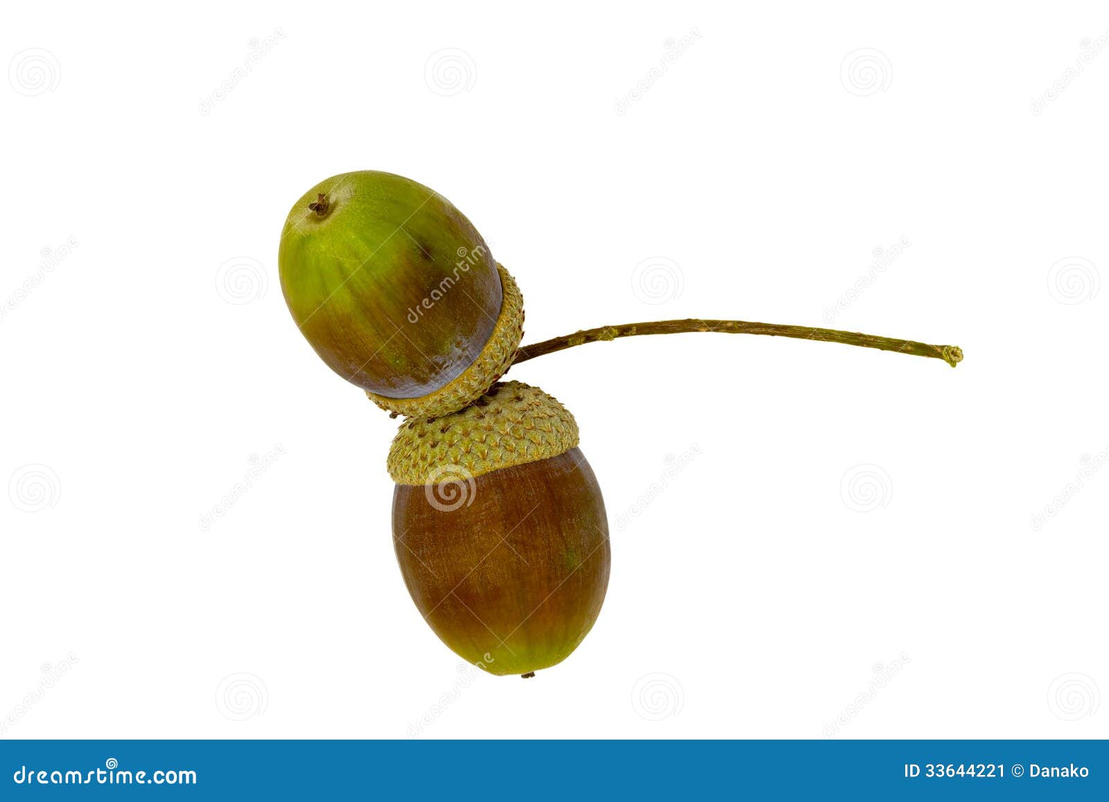 Two acorns stock image. Image of white, macro, objects - 33644221