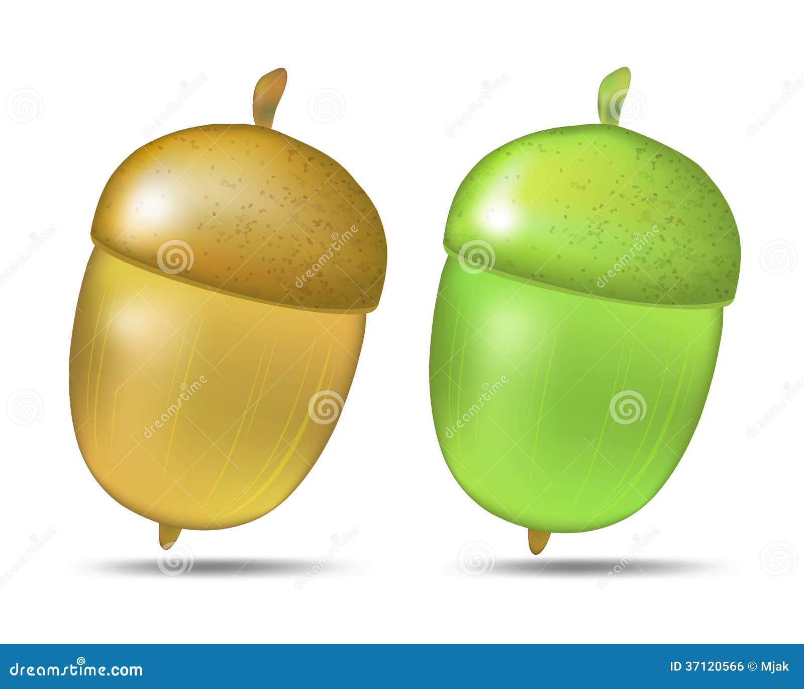 Two acorns stock vector. Illustration of realistic, closeup - 37120566