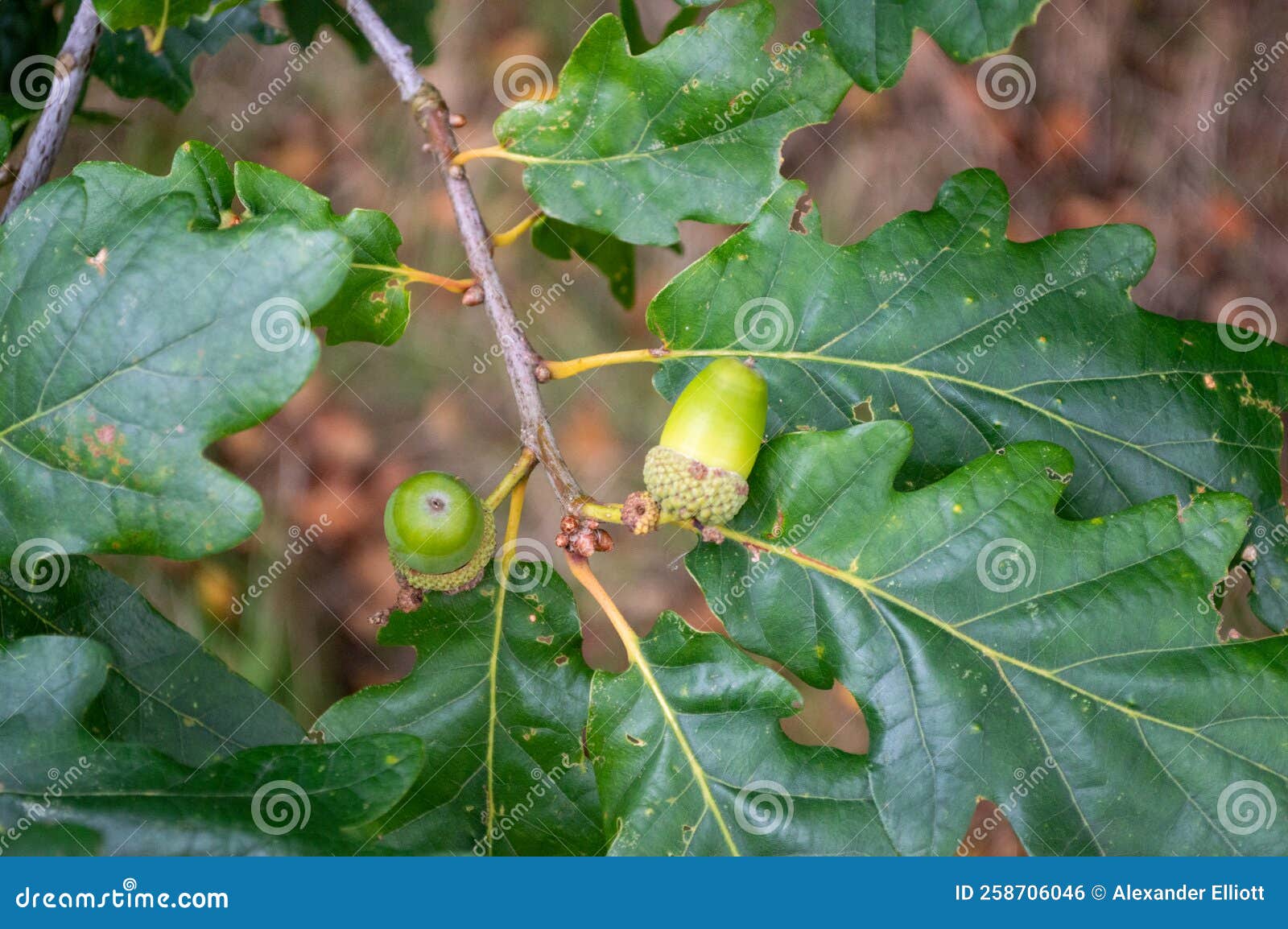 Two Acorns Growing on a Low Branch of an Oak Tree Stock Photo - Image ...