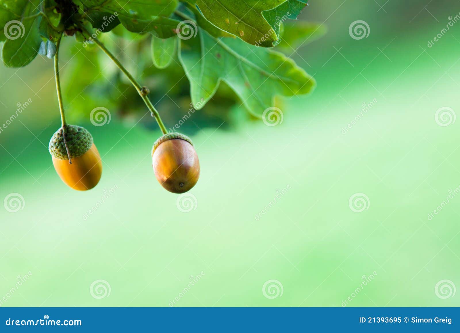 Two Acorns Hanging on a Tree Stock Image - Image of green, plant: 21393695