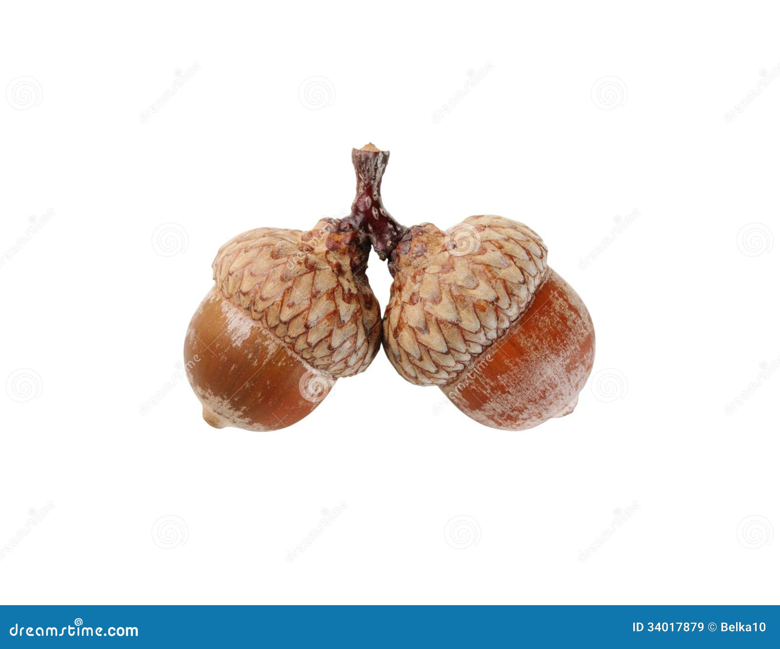 Two acorns stock image. Image of dried, nature, forest - 34017879