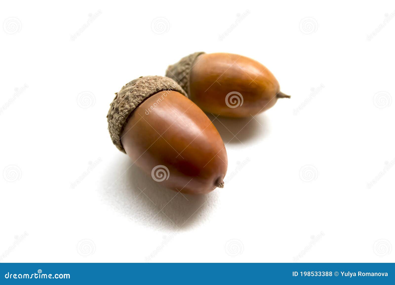 Two Acorns Isolated on White Background Stock Photo - Image of ...