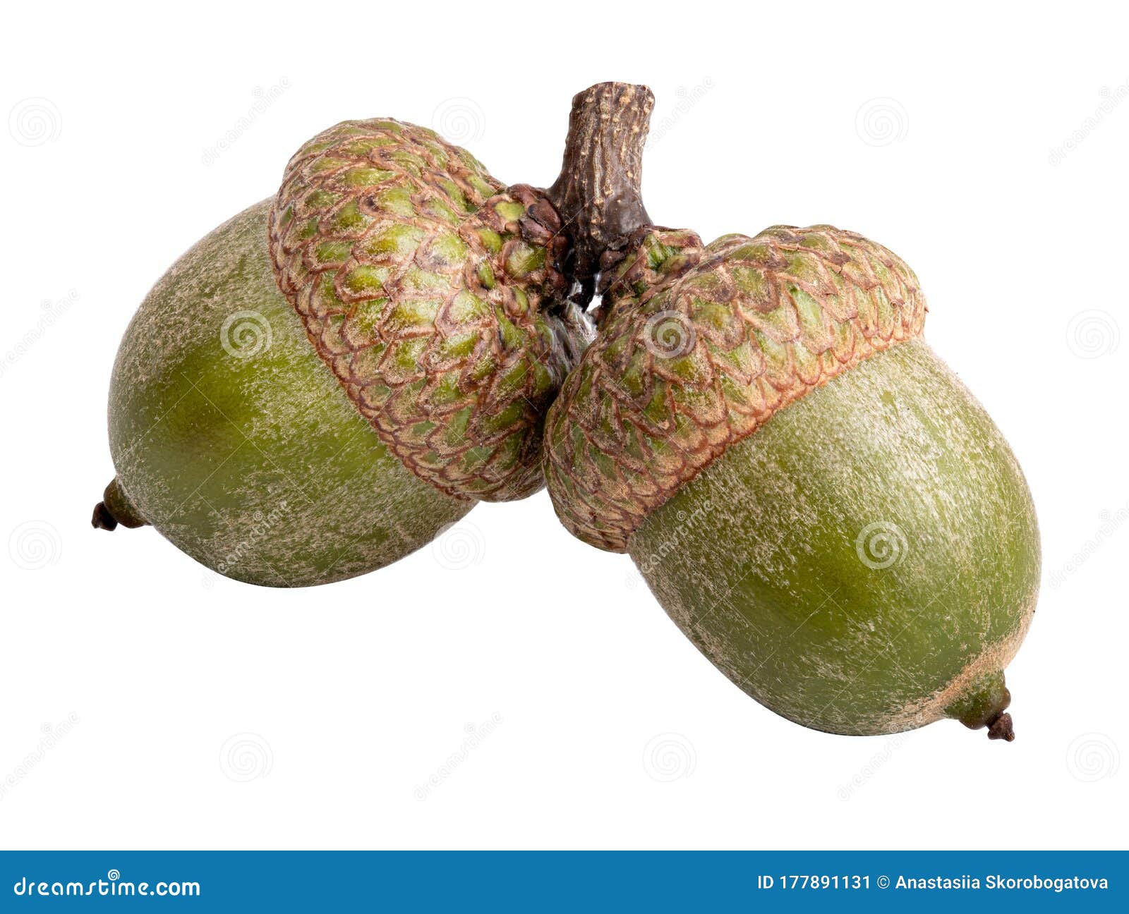 Two Acorns Isolated on White Background Stock Image - Image of ...