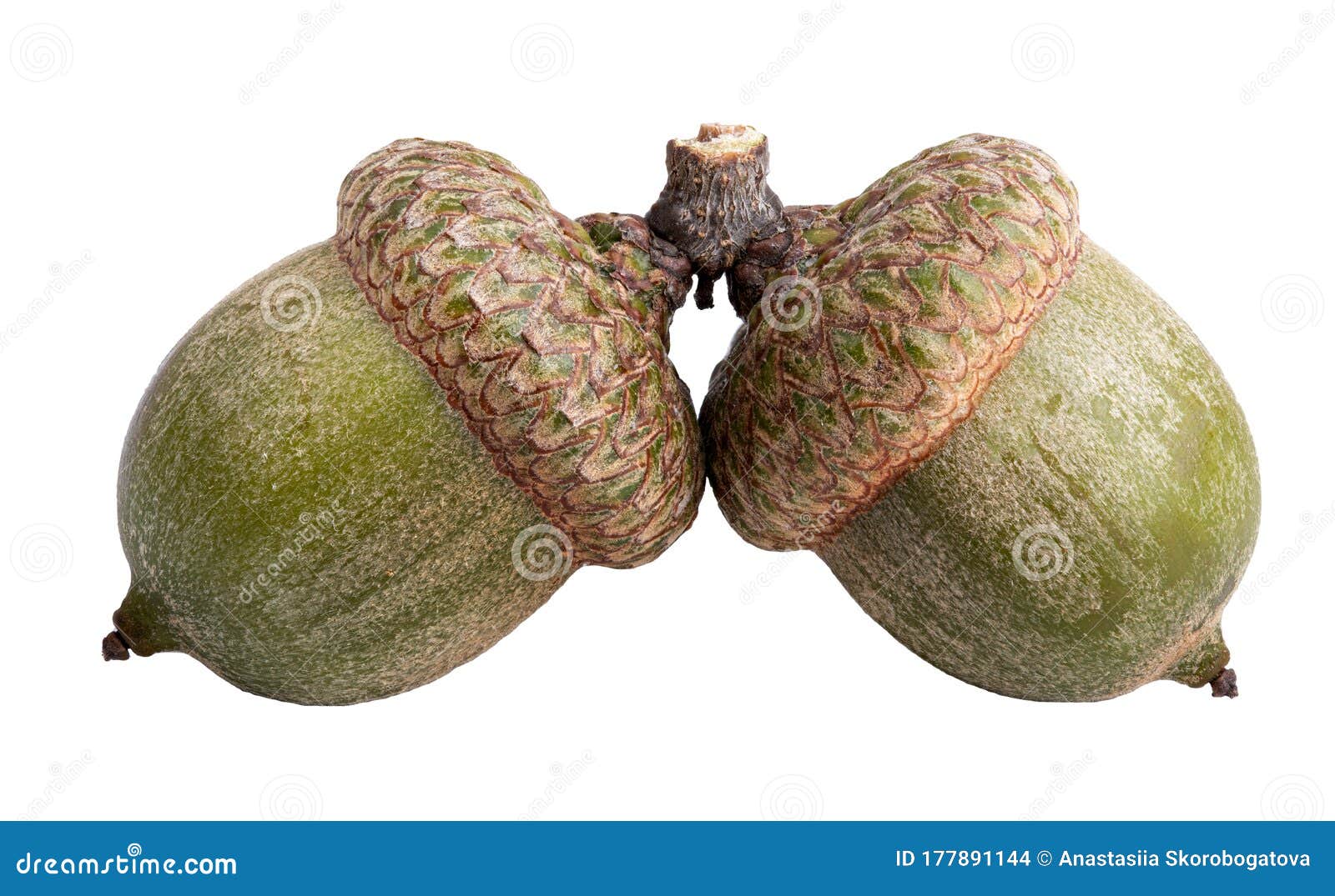 Two Acorns Isolated on White Background Stock Photo - Image of forest ...