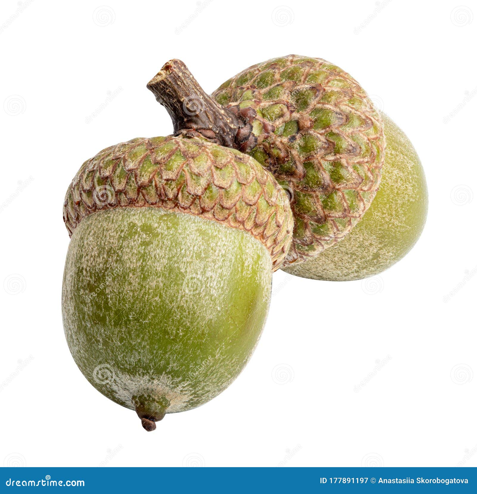 Two Acorns Isolated on White Background Stock Image - Image of plant ...