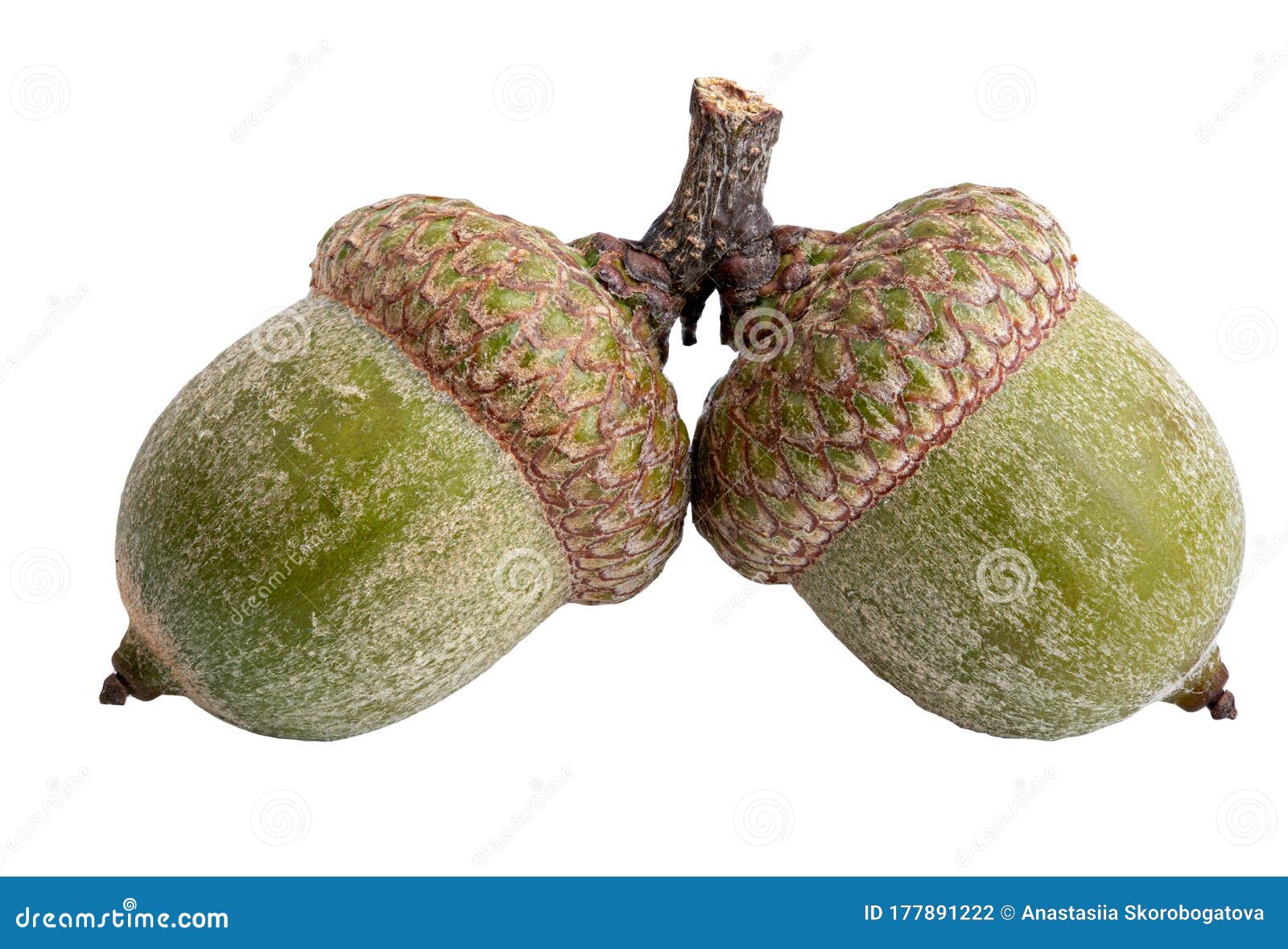 Two Acorns Isolated on White Background Stock Photo - Image of macro ...