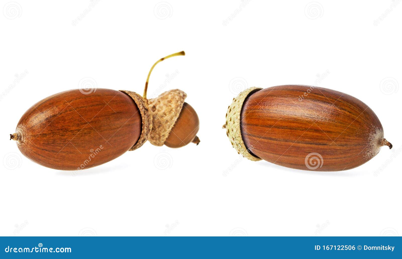 Two Acorns Isolated on White Background Stock Photo - Image of acorn ...