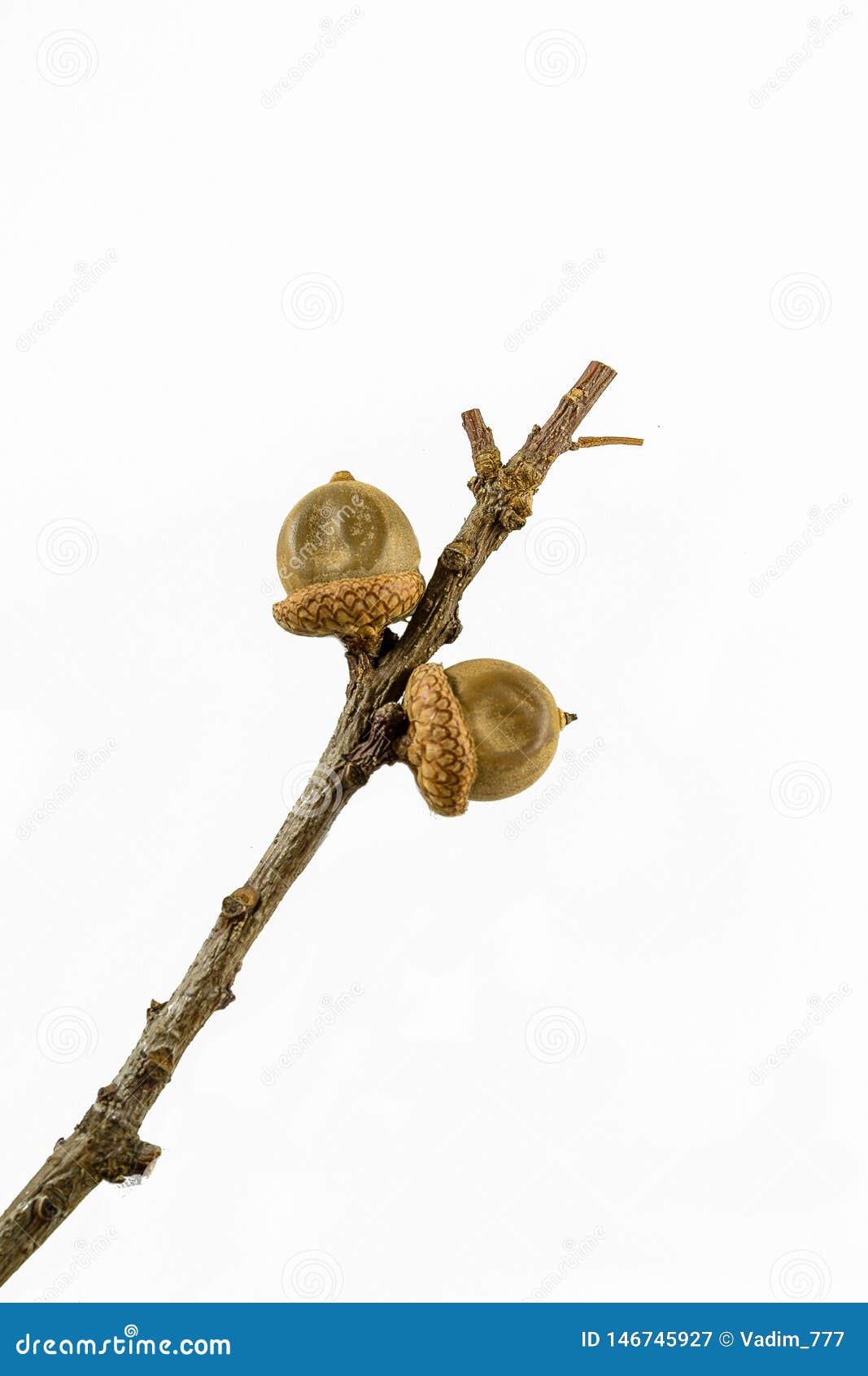 Two Acorns of Red Oak on a Branch Isolated on the White Background ...