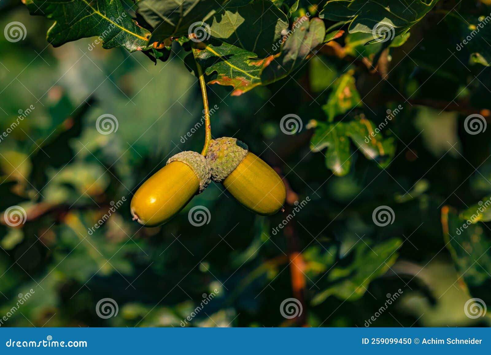 Two Acorns on a Stem Isolated Against Green Background Stock Photo ...