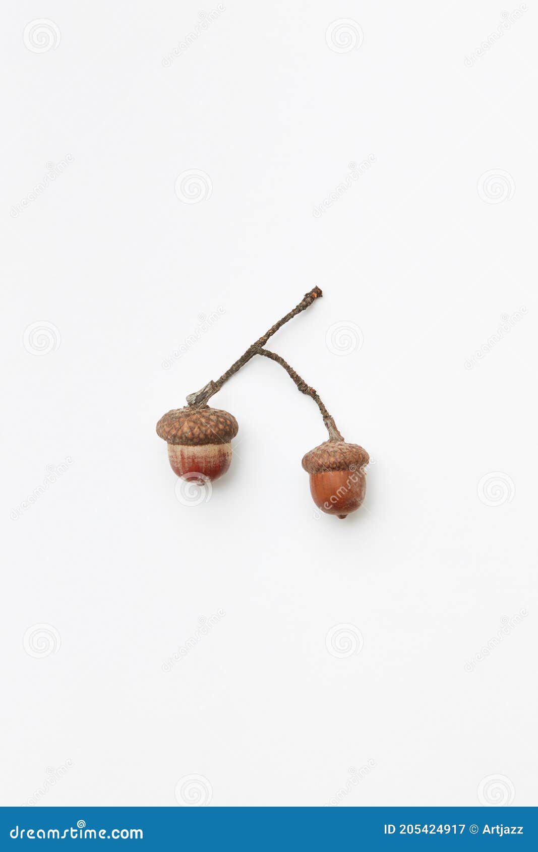 Two acorns stock image. Image of nature, ornamental - 205424917