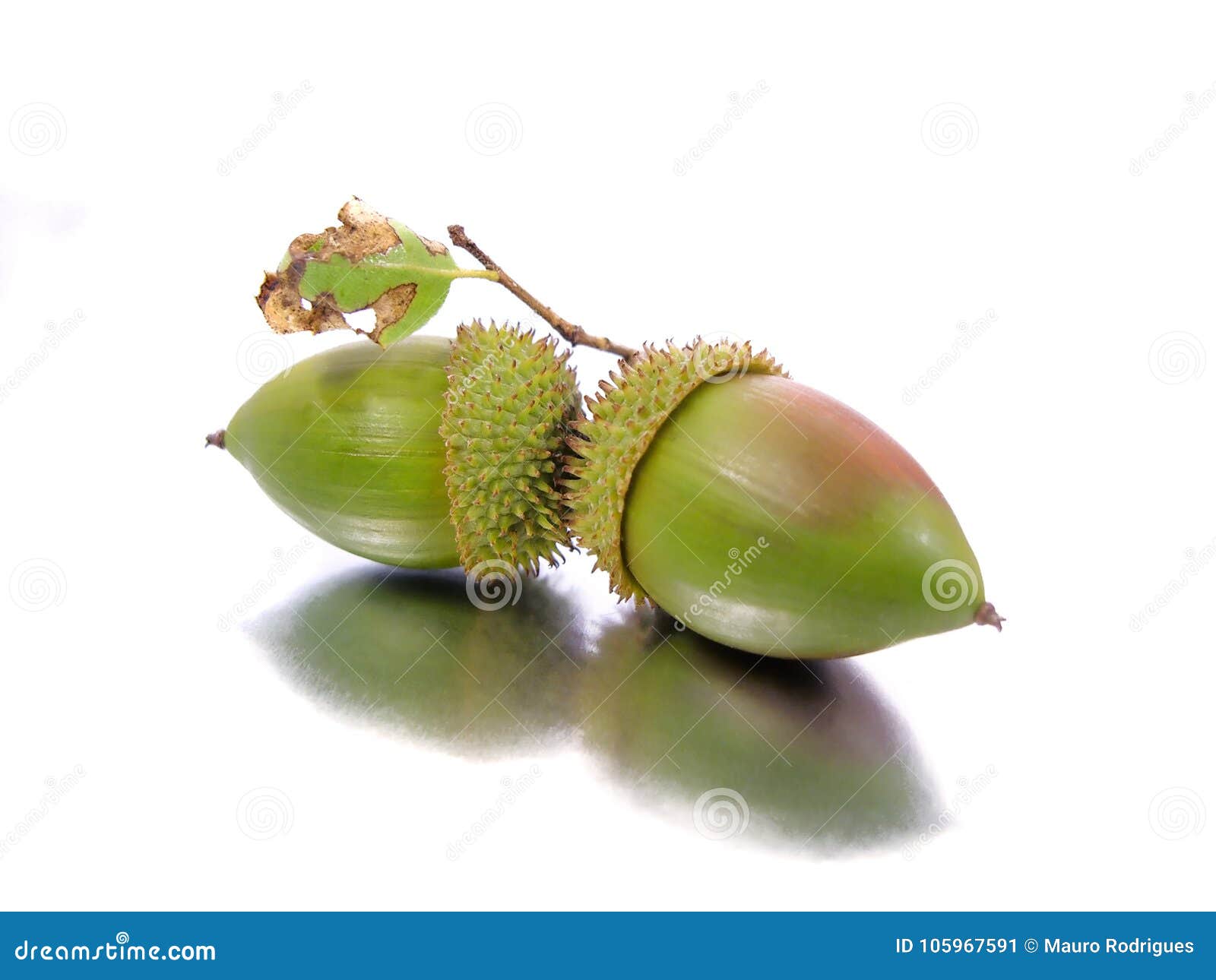 Two acorns stock image. Image of fall, decoration, harvesting - 105967591