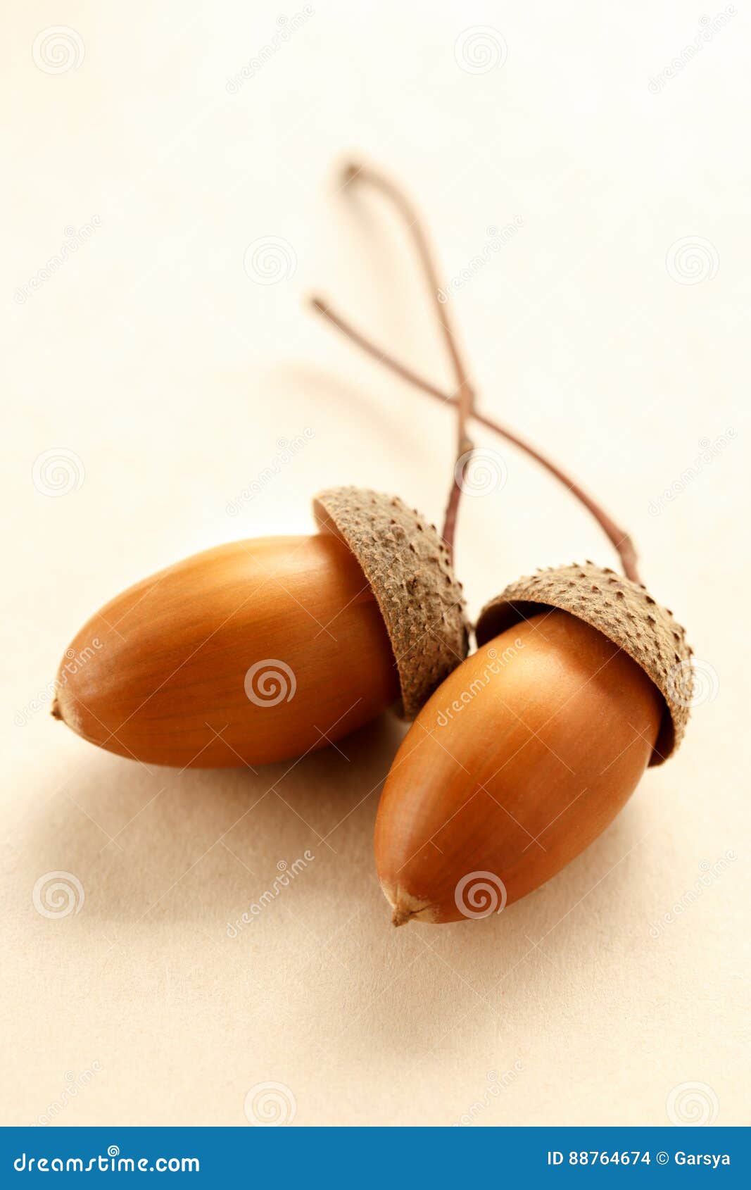 Two acorns on white stock photo. Image of closeup, fruit - 88764674